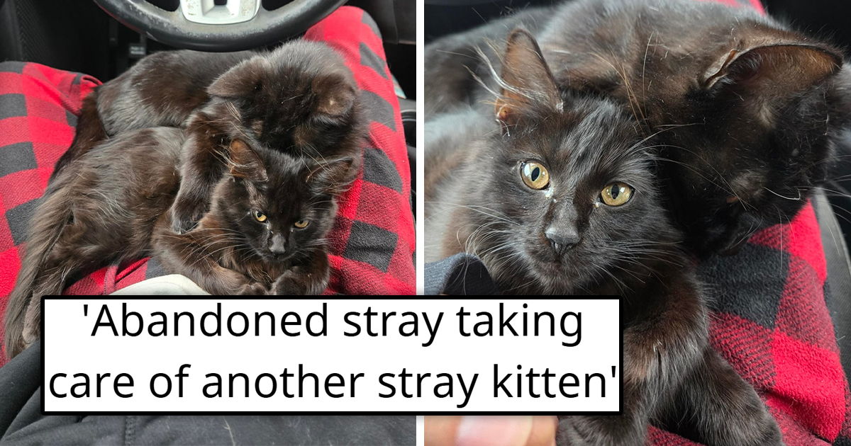 Rescued mom cat reunites with her long-lost kitten daughters after ...