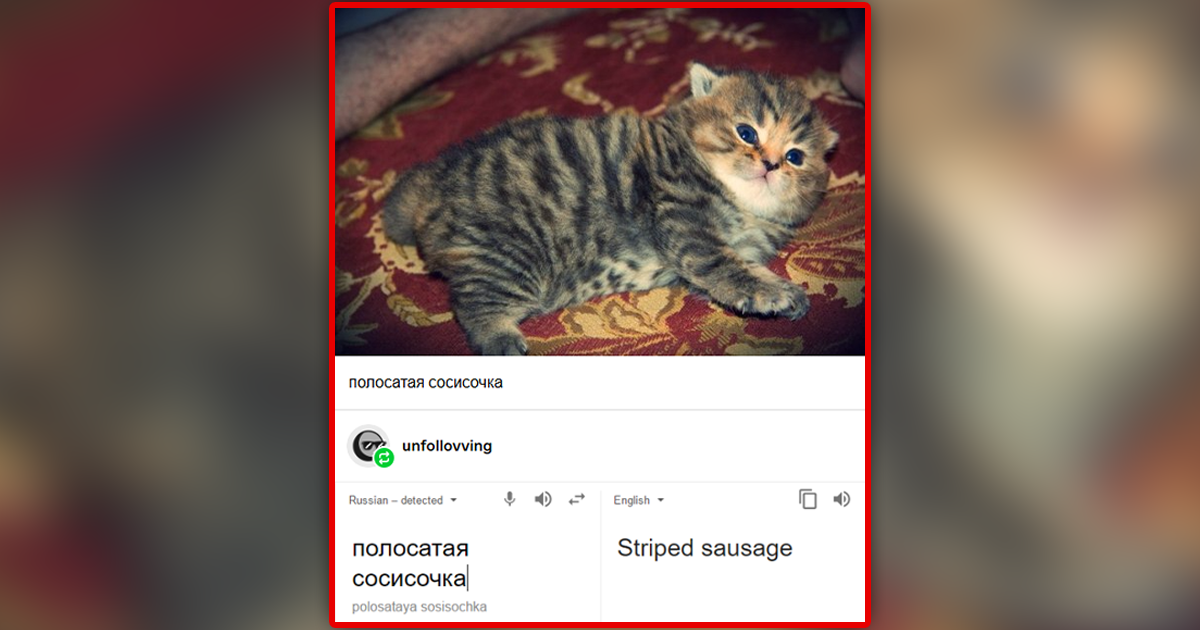 20 Hissterical Translated Russian Cat Memes You Never Knew You Needed ...