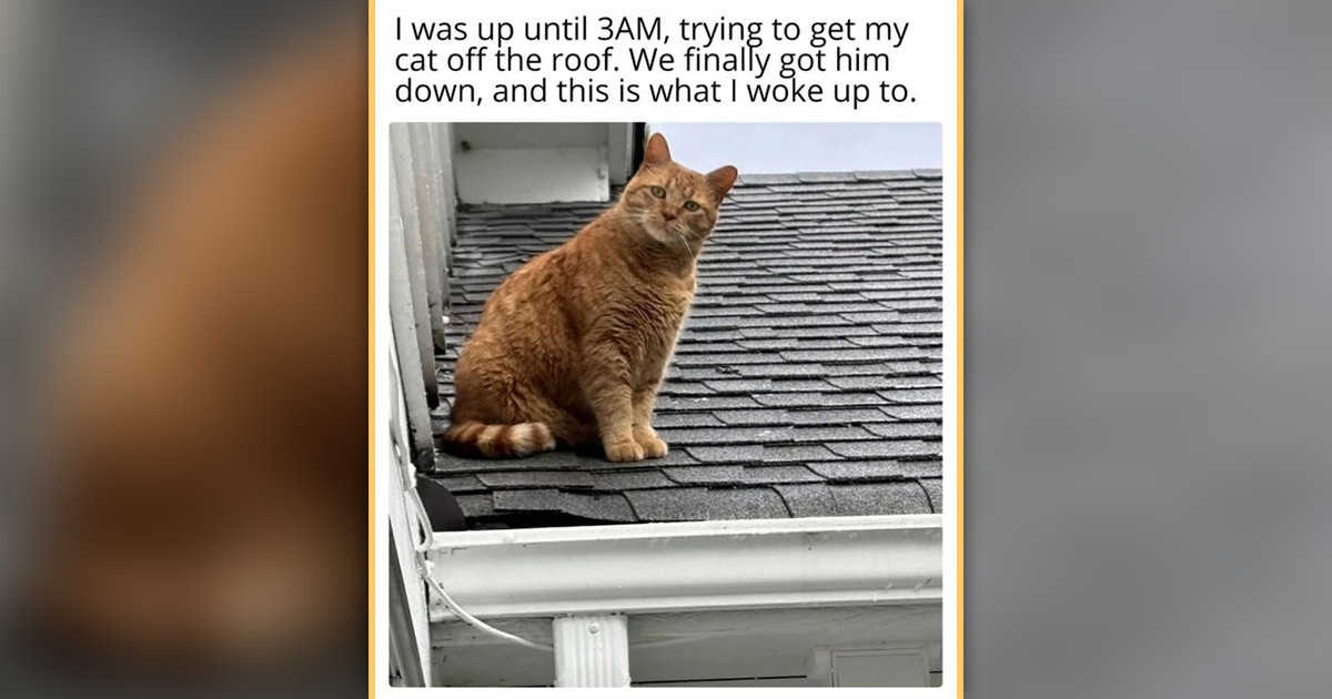 25 Cheerfully Comforting Cat Memes for Pet Parents Craving ...