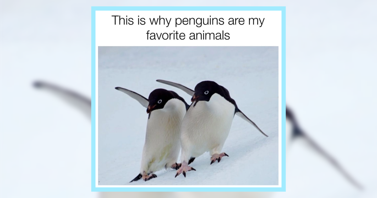 26 Perky Penguin Memes for Winter Storm Warriors - Animal Comedy ...