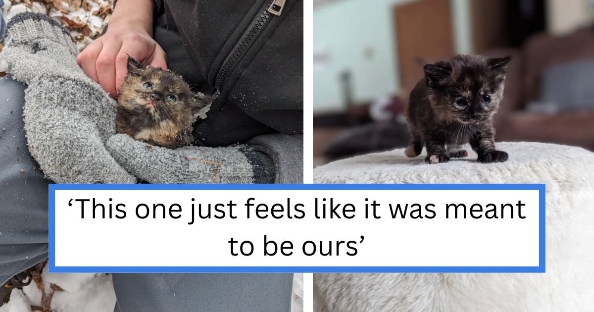 'She was completely covered in ice': Lucky 4-week-old kitten takes ...