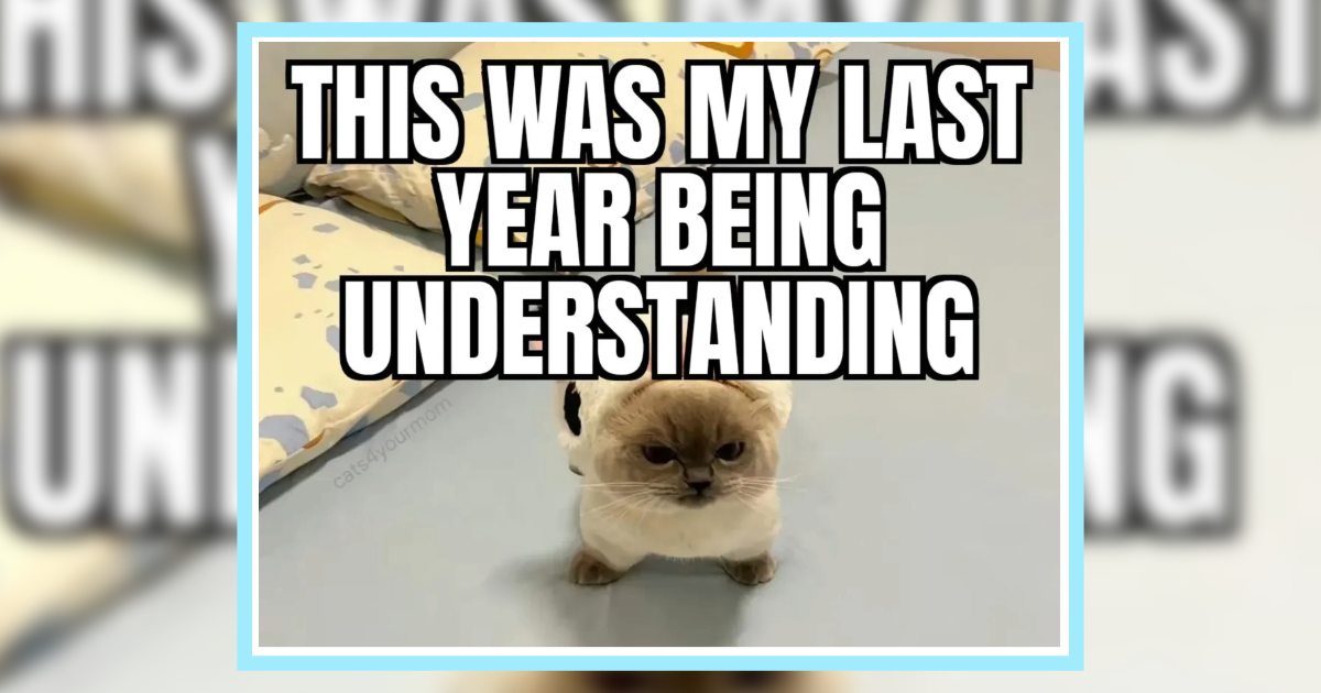 22 Funny Cat Memes to Fend Off your Fursday Freakout - I Can Has ...