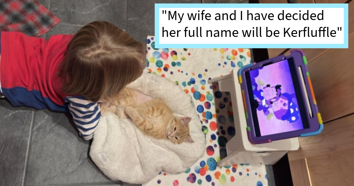 Cat distribution system delivers injured orange kitten who’d have ...