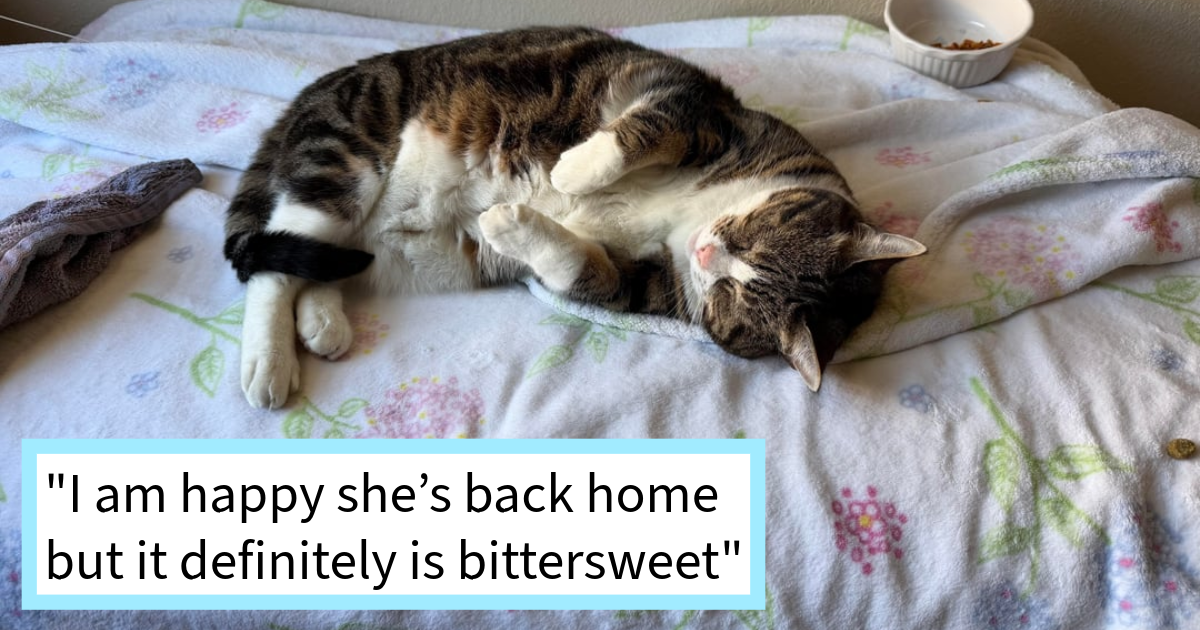 ‘Everyone is telling me it’s the cat distribution system and that she ...