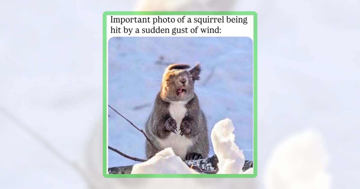 Friday Feral Fun Made of 25 Wild Animal Memes to Prepaw Yourself for ...