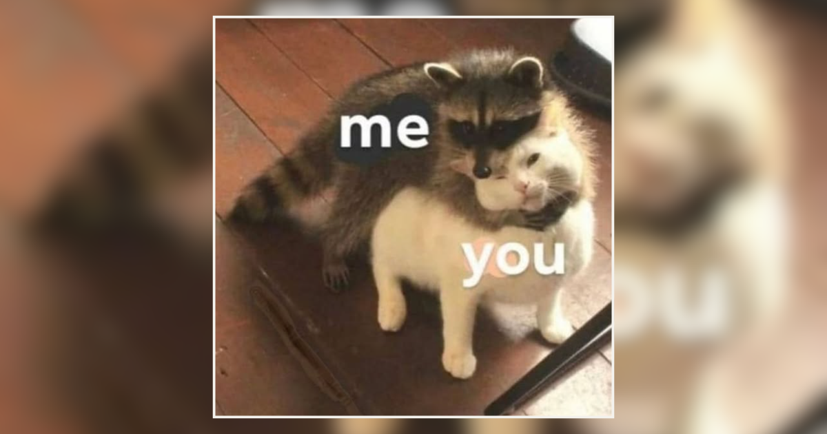 Cute and Cuddly Kitty Memes for Anyone Going Through It and Needs a Hug ...