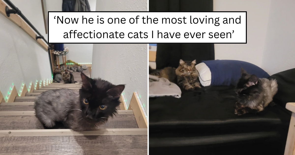 ‘As time passed he got healthier and came out of his shell’: An ...