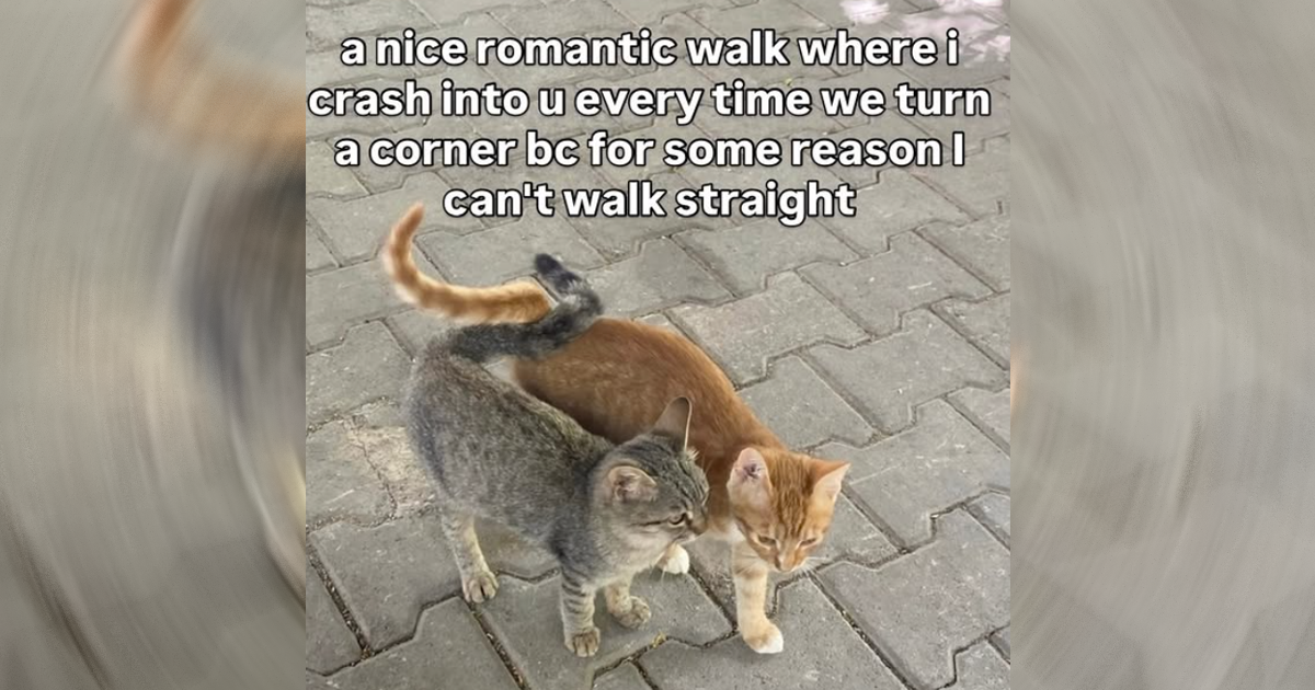 Funniest Cat Memes for Feline Fanatics - Memebase - Funny Memes