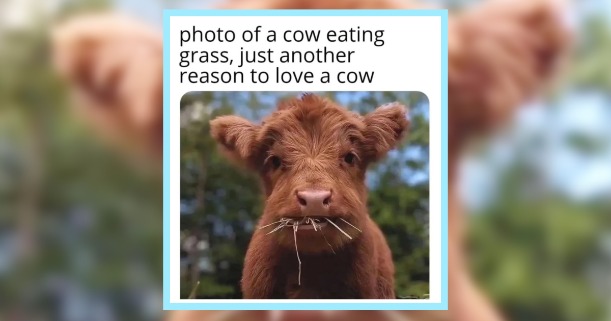 22 Calming Cow Memes for Hardworking Hoomans Having a Hard Monday ...