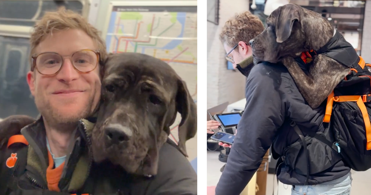 Sympathetic man carries shelter dogs around NYC in backpack to help get ...