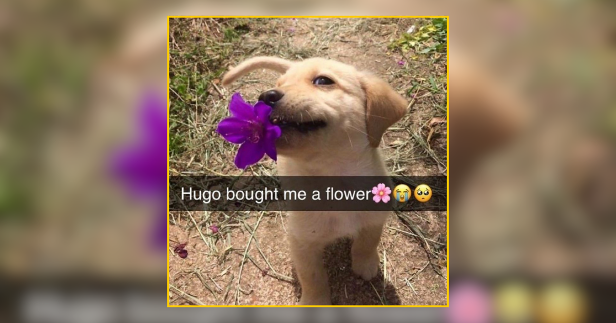 20 Tail Waggin' Dog Memes For Chilly Cozy Saturday Scrolls (January 31 ...