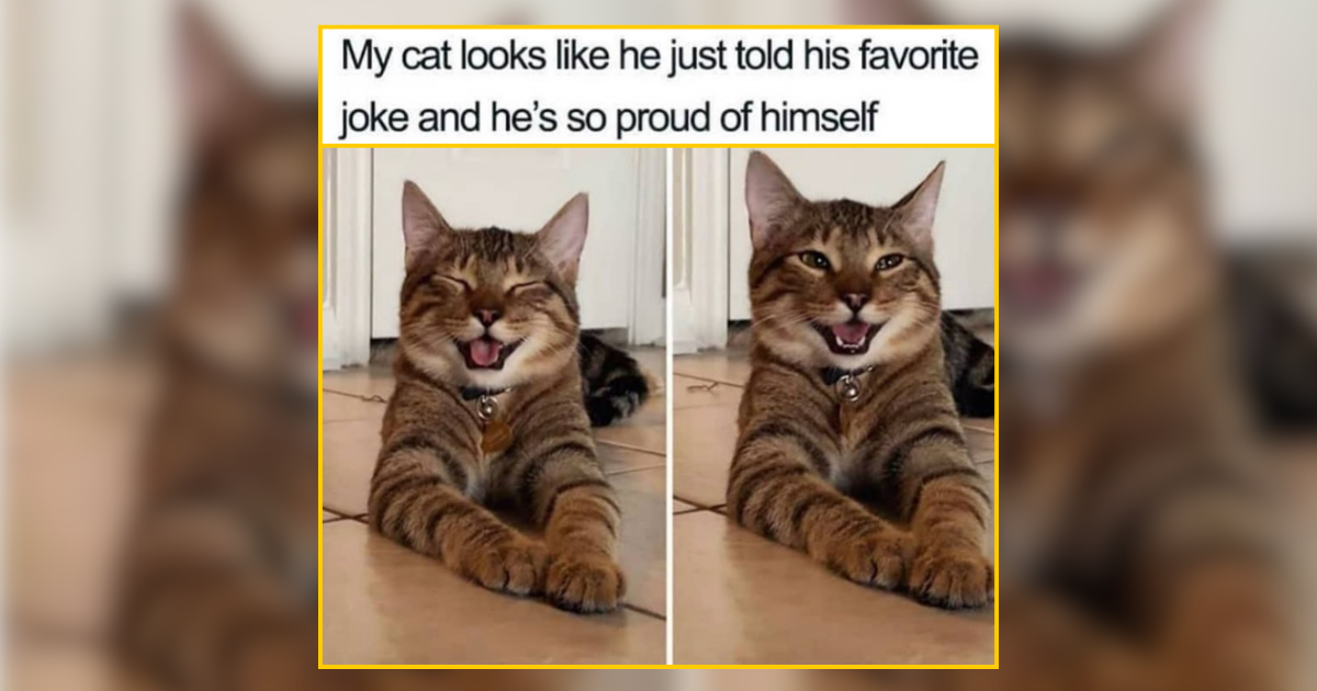 Meowtivational Memes of Cats to Uplift Your Spirit - I Can Has Cheezburger?