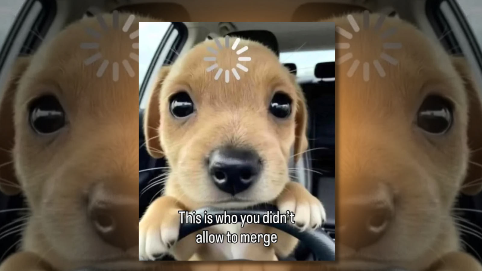 32 Cute Dog Memes to Start the Day With a Boost of Canine Whimsy ...