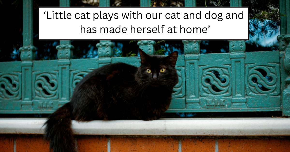 'We don’t want to “steal” our neighbor’s cat': After being out in the ...