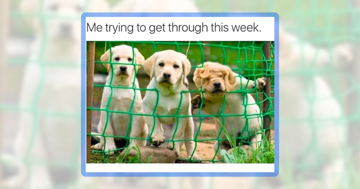 Monday Mood Boost Made of 25 Borking Doggo Memes - Animal Comedy ...