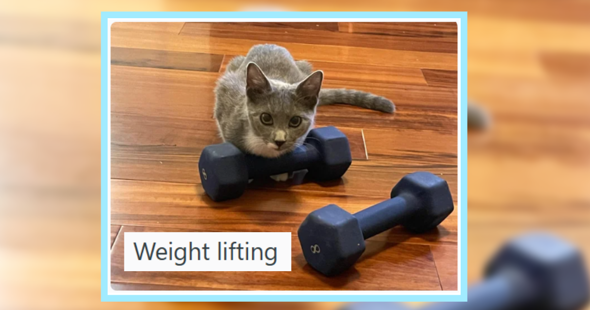 25 Olympian Cat Children Whose Pawrents Couldn’t be Prouder - I Can Has ...