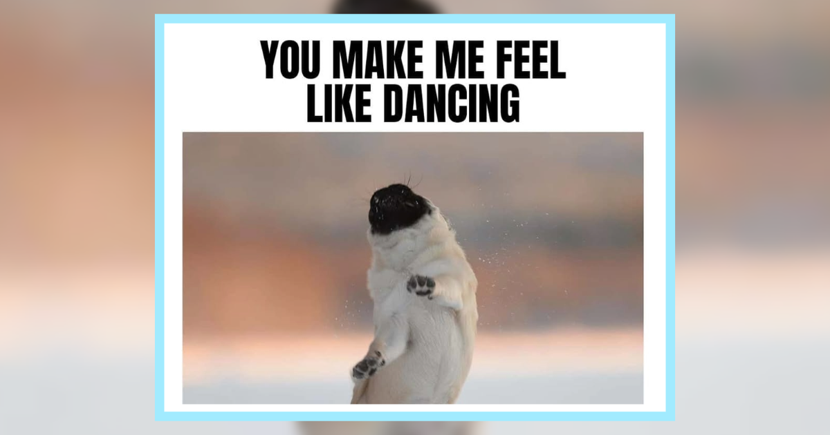 23 Energizing Animal Memes for Hardworking Hoomans Drained by the Work ...