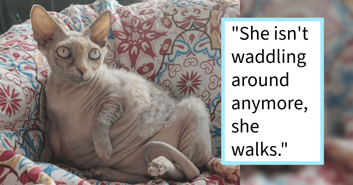 14 lbs Sphynx cat who couldn’t clean herself and was dumped at city ...