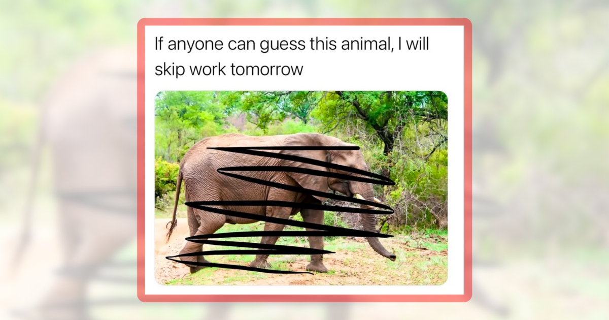 23 Animal Memes to Satisfy Your Saturday Silly Craving - Animal Comedy ...