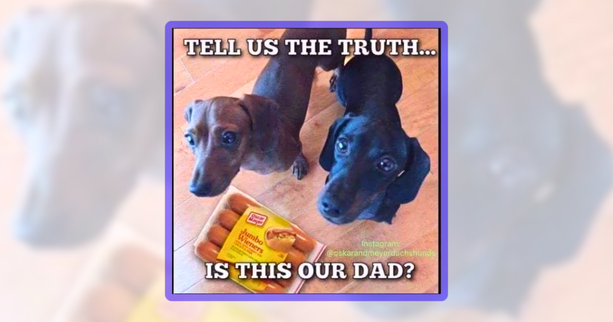 A Long & Low Delight of 20 Dachshund Memes to Stretch Your Happiness ...