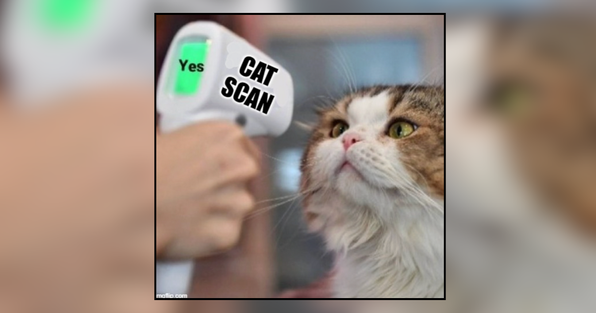 21 Cat Memes Packed with Purrfectly Silly Puns for an Instant Mood Lift ...