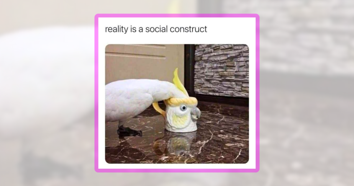 23 Domestic Animal Memes That Prove the Wildest Things Happen at Home ...