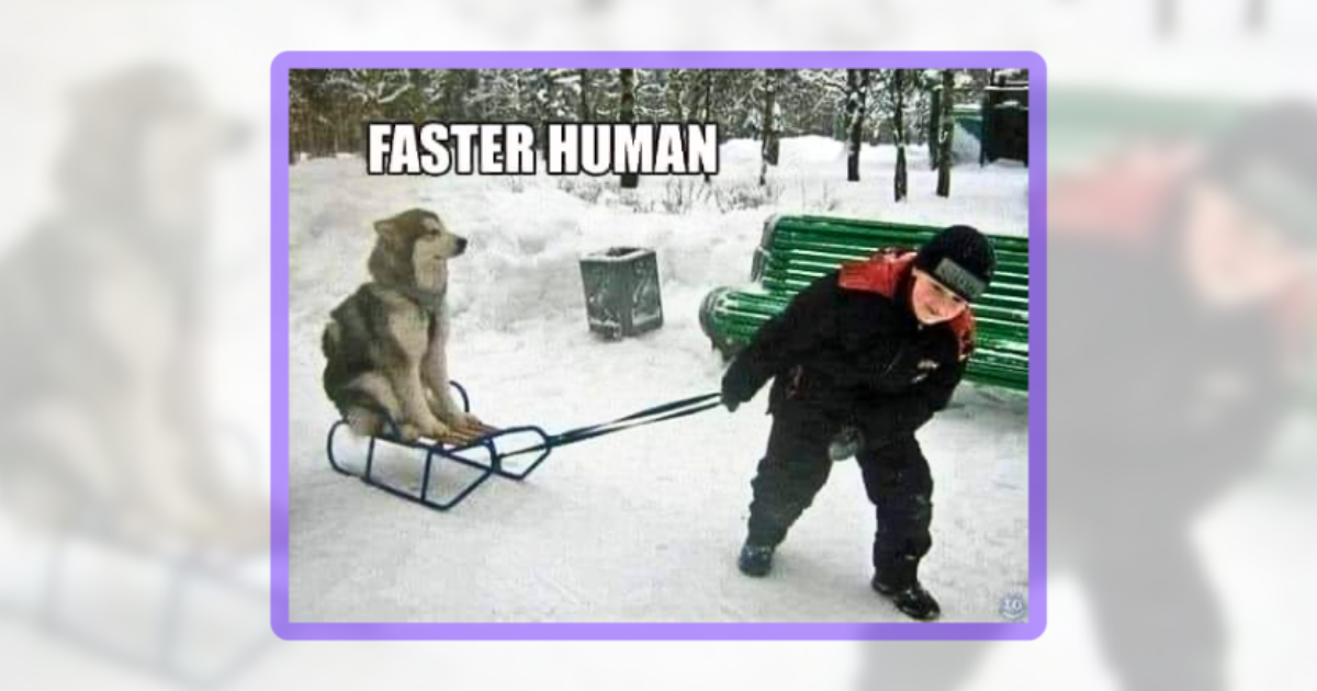 Hefty Haul of 21 Husky Memes to Howl Away the Winter's Cold - Animal ...