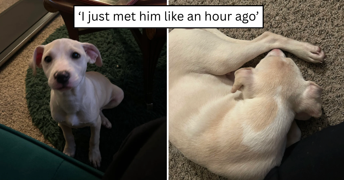 'A random puppy wandered into my house': A skinny stray dog walked in ...