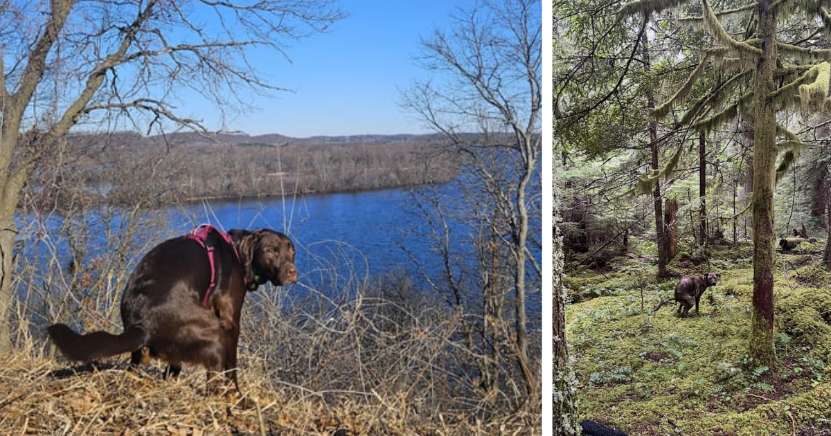 22 Picturesque Pupper Potty Pics of Doggos Doing their Business When ...