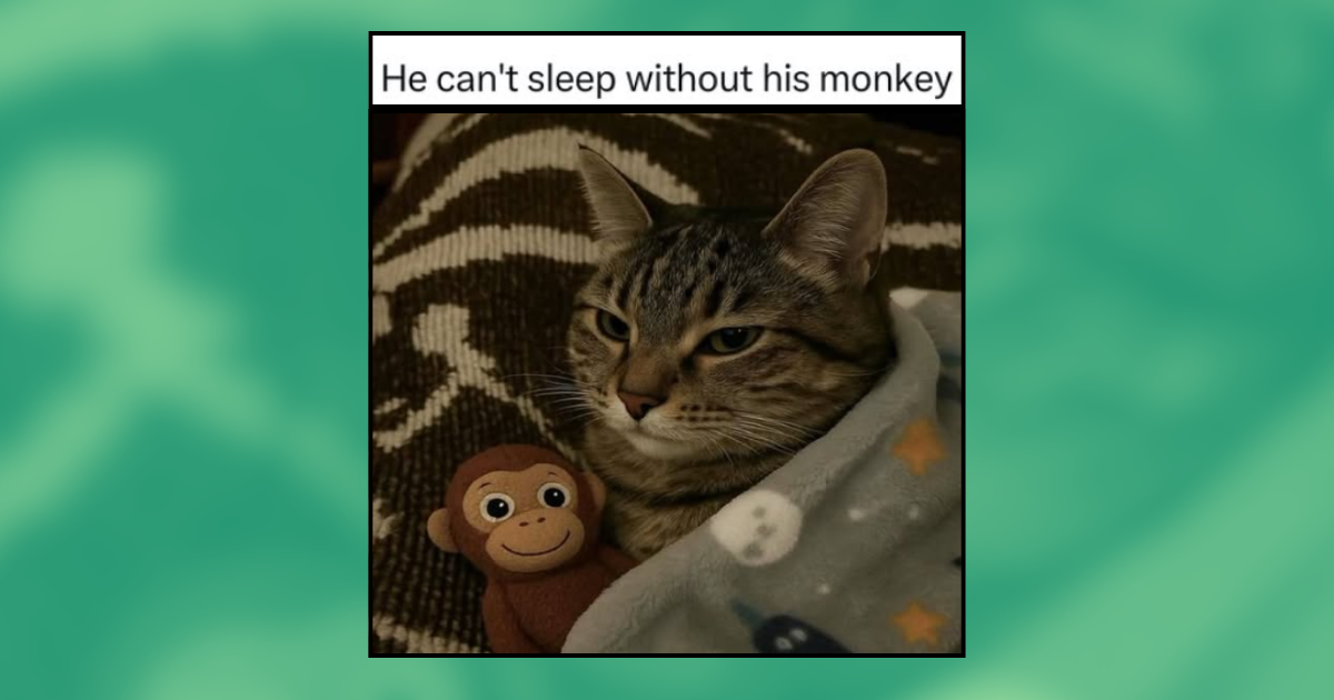 A Countdown of the Cutest Cat Memes to Ever Bestow the Internet - I Can ...