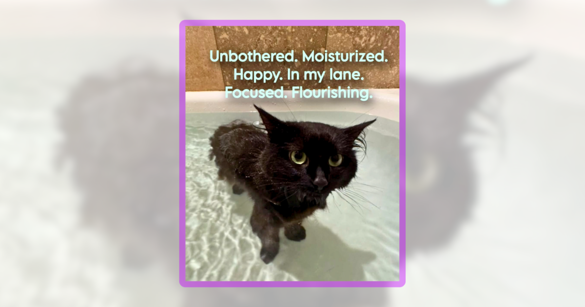 29 Calming Cat Memes for Cuties Who Feel Bonita Today - I Can Has ...