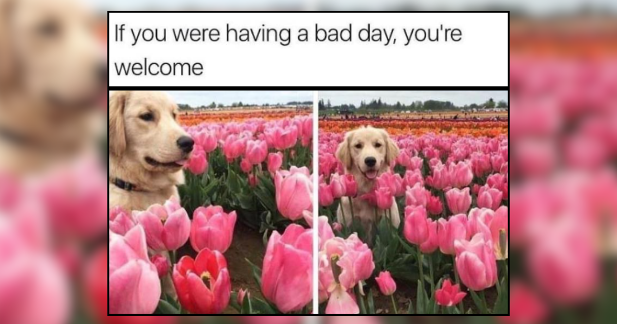 25 Piping Hot Delicious Dog Memes Just Waiting to Be Gobbled Up ...