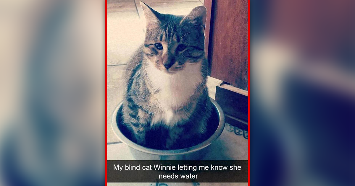 25 Silly and Soft Cat Snaps for People Seeking a Sprinkle of Serotonin ...