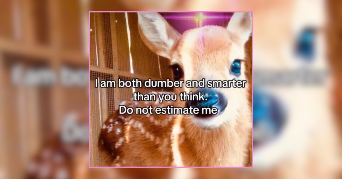 24 Funkadelic Furballs of Fun for the Whawl Family - Animal Comedy ...