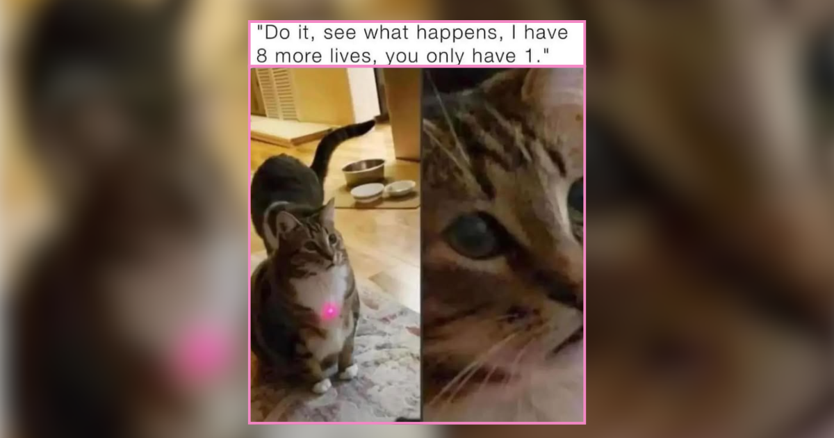 25 Giggly Goobers of Pets For Midweek Meltdowns - Animal Comedy ...