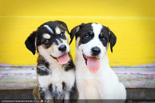 I Has A Hotdog - Dog Pictures - Funny pictures of dogs - Dog Memes ...