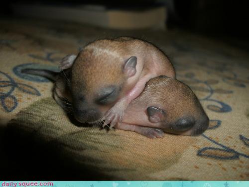 Daily Squee - gerbil - Cute Animals in the Cutest Pictures Ever and ...