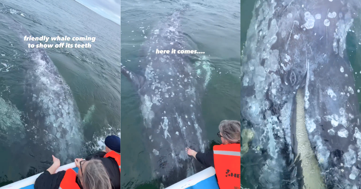 Friendly Whale Begs for Belly Rubs, Rolling Over and Showing Off a ...