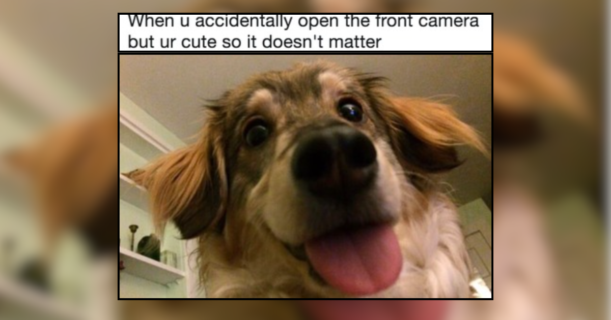 A Heartwarming Morning of Dogs Simply Smiling at You - Animal Comedy ...