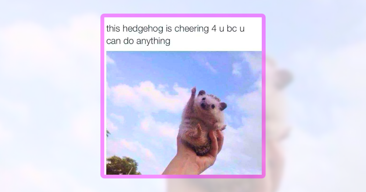 22 Hedgehog Memes to Spike Your Mood in The Sweetest Way - Animal ...