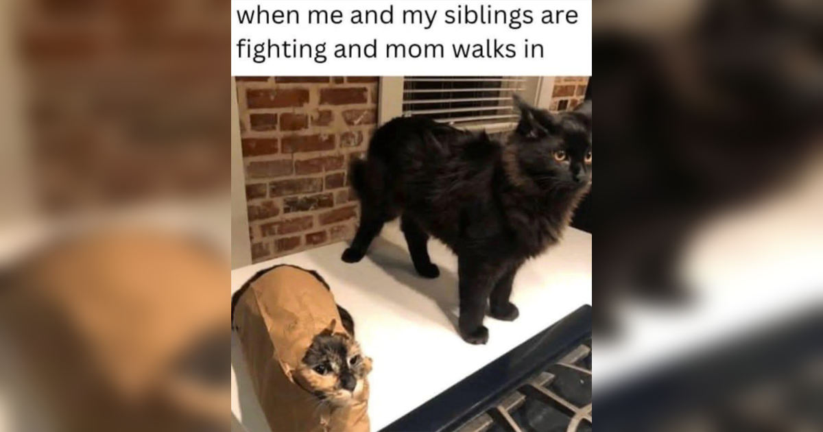 Funniest Cat Memes for Feline Fanatics - Memebase - Funny Memes