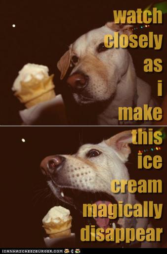 I Has A Hotdog - magically disappear - Funny Dog Pictures | Dog Memes ...