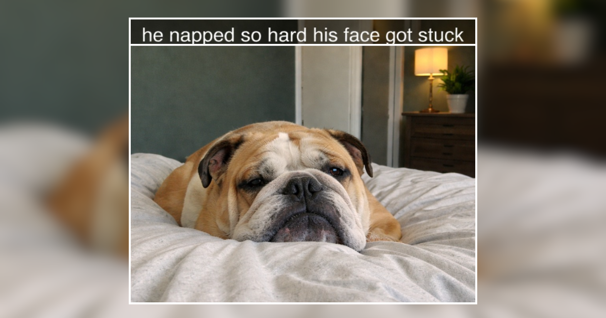 22 Dreamy Doggos for Slow Sleepy Nightly Scrolling - Animal Comedy ...