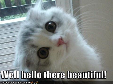 Well hello there beautiful! - Cheezburger - Funny Memes | Funny Pictures