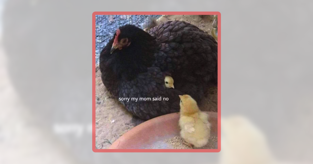 20 Eggcellent Chicken Memes to Hatch You Henppiness - Animal Comedy ...