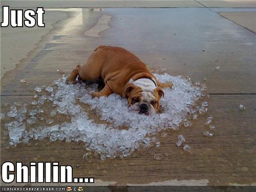 I Has A Hotdog - relaxing - Page 2 - Funny Dog Pictures | Dog Memes ...