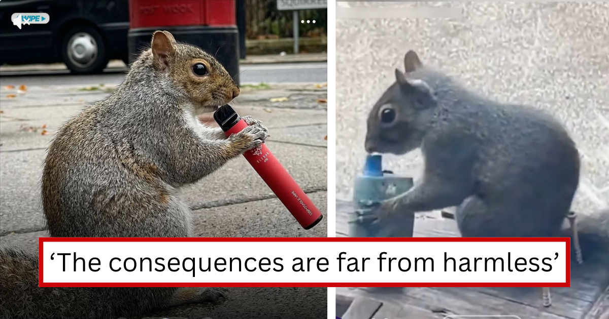 'What have we done': Tiktokers in NYC and London catch squirrels vaping ...