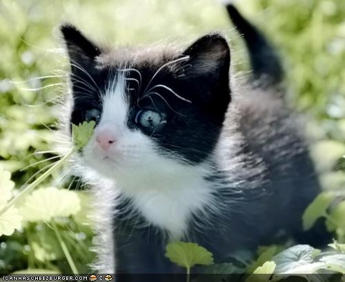 Cyoot Kitteh of teh Day: Iz Eet a Cilantro? - I Can Has Cheezburger?