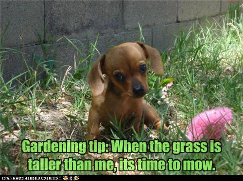 I Has A Hotdog - Dog Pictures - Funny pictures of dogs - Dog Memes ...