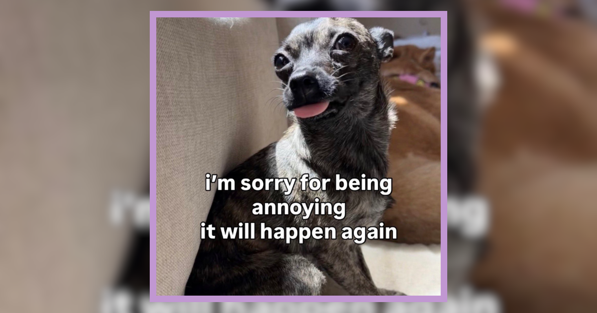 26 Smiling Pets Curious to Explore the World - Animal Comedy - Animal ...